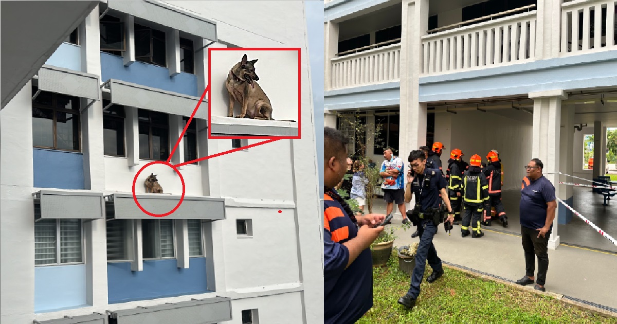 DOG RESCUED FROM 14TH-STOREY HDB LEDGE BY OFFICERS FROM SCDF, DART, SPF ...
