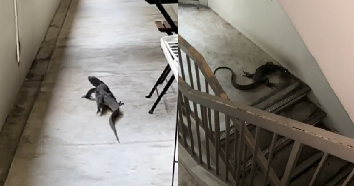 MAN PLAYS CATCHING WITH GIANT MONITOR LIZARD @ TAMAN JURONG, GIGGLES ...