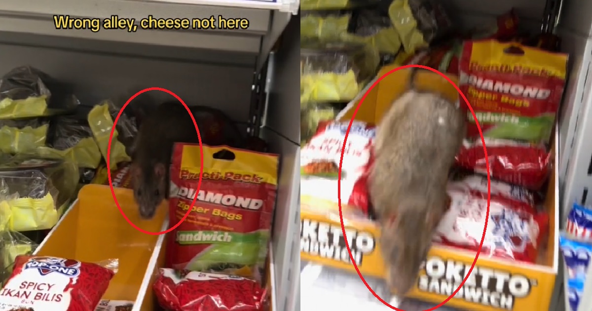 GIANT RAT FOUND CHILLING WITH BREAD INSIDE SHELF @ PASIR RIS WEST PLAZA ...