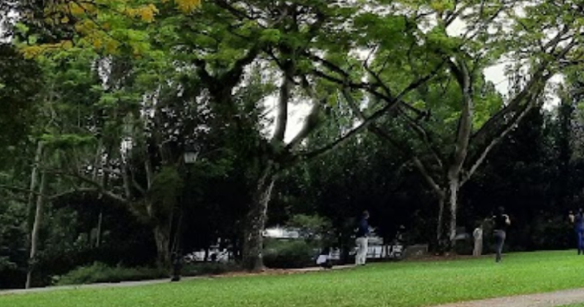 S'PORE AUNTIE JOINS CULT, SAY GOT "MAGIC TREE" THAT GRANTS WISHES BUT ...