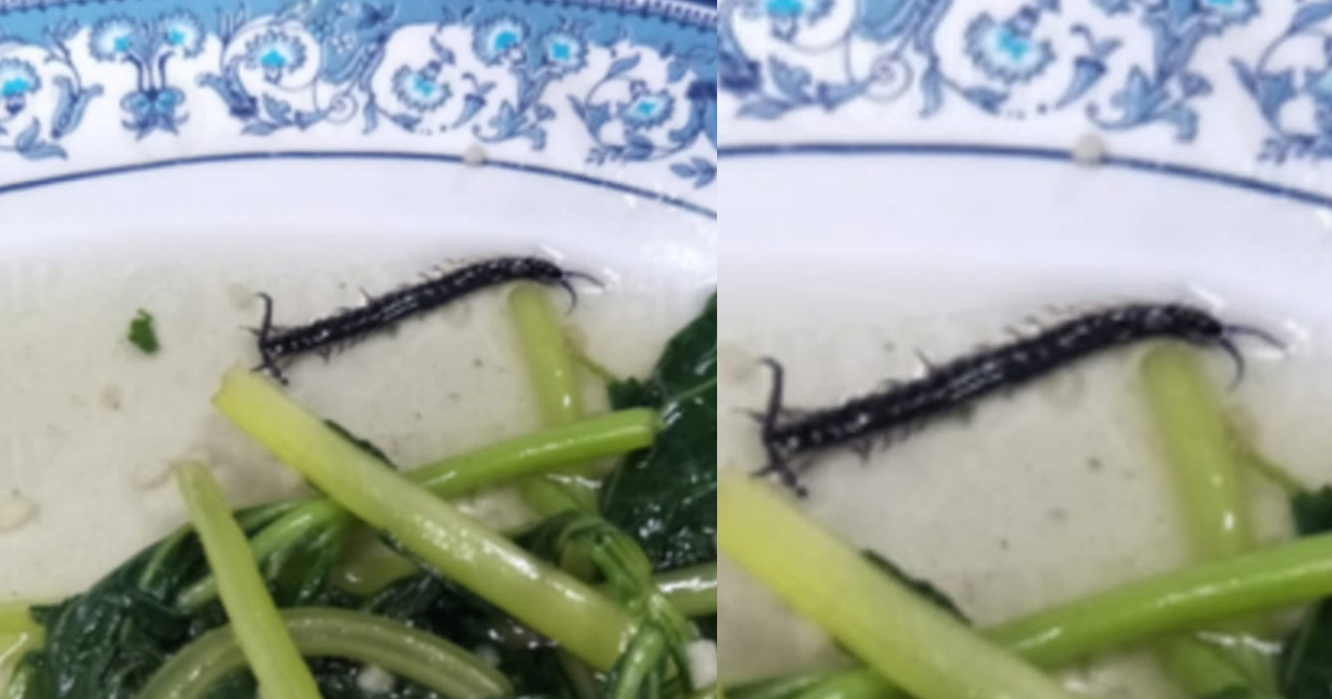 CHINATOWN EATERY SERVED VEGES WITH CENTIPEDE "EXTRA PROTEIN"