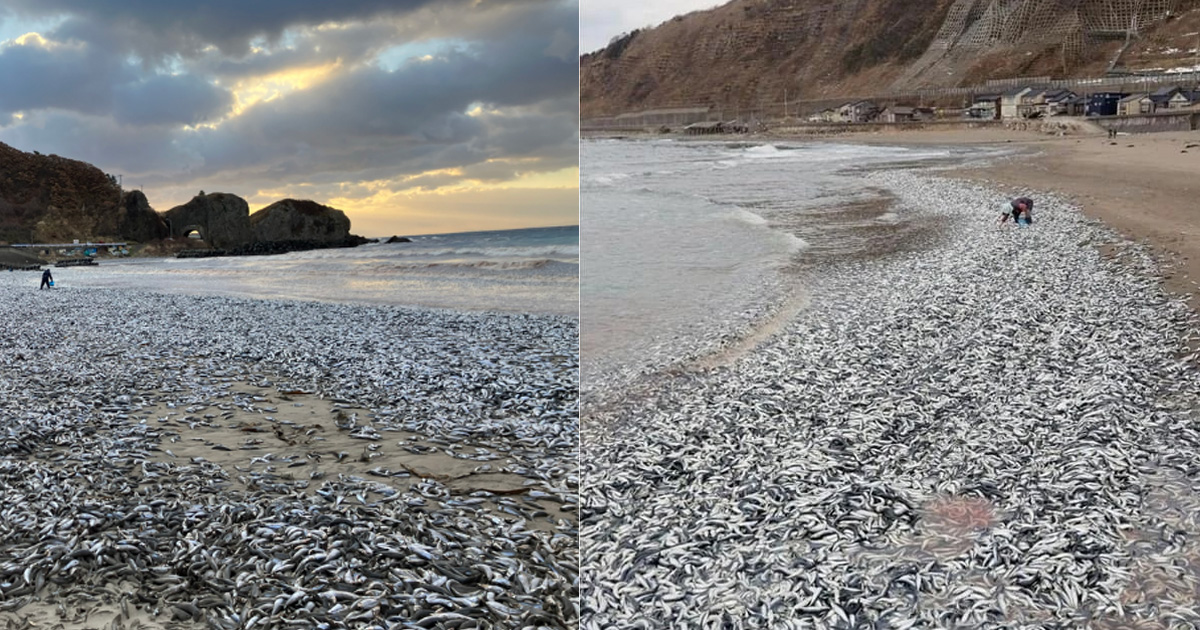 THOUSANDS OF DEAD FISH ON SHORE OF HOKKAIDO, RESIDENTS TOLD NOT TO EAT IT