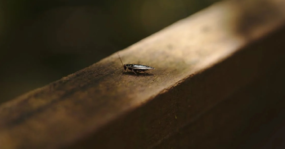 MAN TRIES TO KILL COCKROACH WITH INSECTICIDE, ENDS UP CAUSING EXPLOSION ...