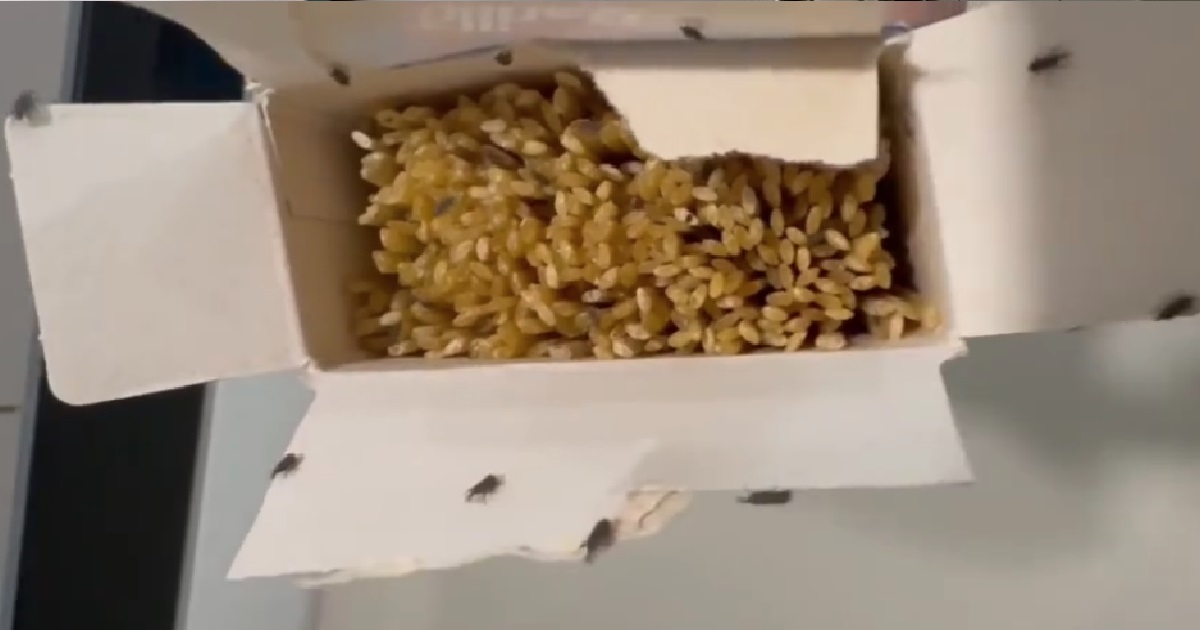 WOMAN BOUGHT PASTA FROM YISHUN NTUC, FINDS INFESTATION OF INSECTS INSIDE