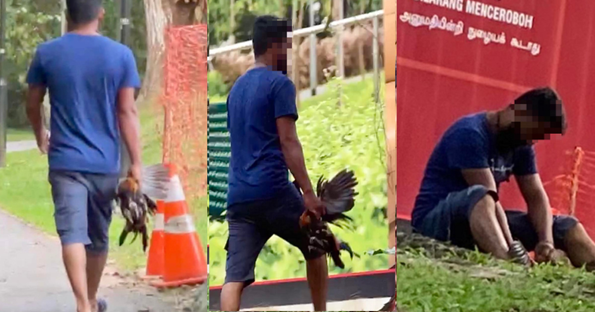 MAN CATCH WILD CHICKEN IN SG PARK & ALLEGEDLY KILLS IT FOR FOOD