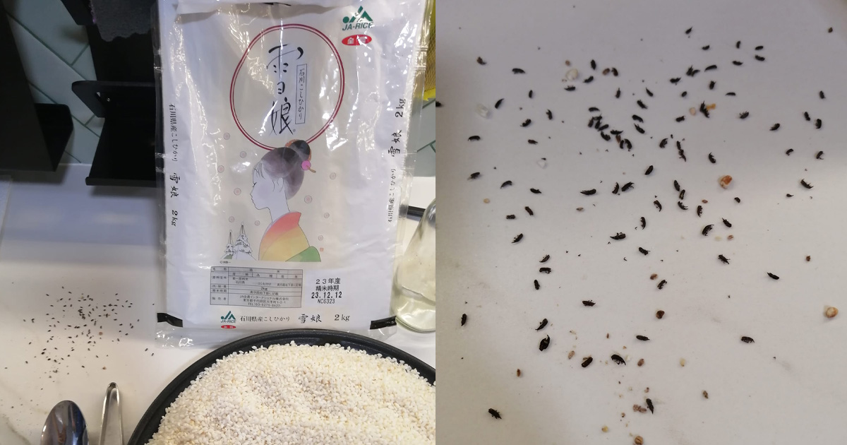 CUSTOMER BUYS JAPANESE BRANDED RICE FROM SHOPEE, INFESTED WITH BUGS