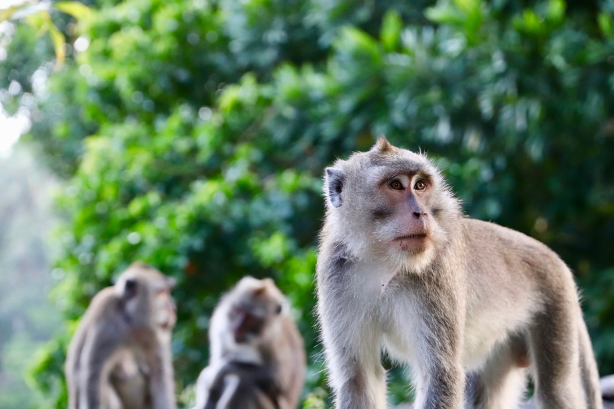 200 ANGRY MONKEYS ATTACK THAI POLICE STATION