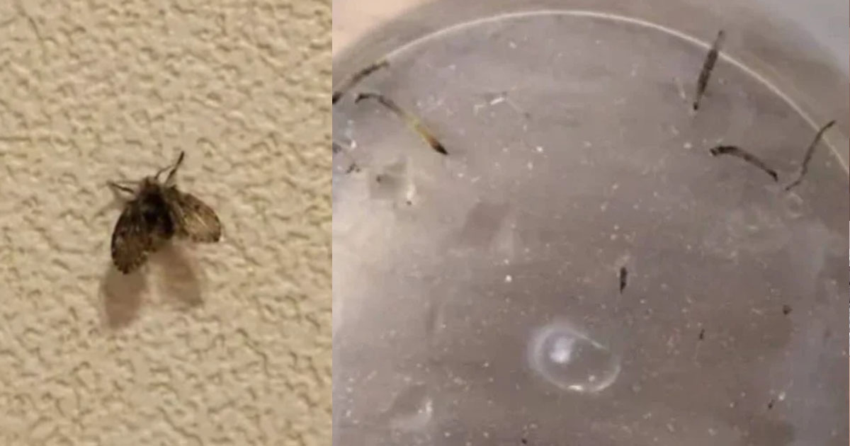 8-Year-Old Girl in China Vomits Live Worms for a Month Due to Common ...