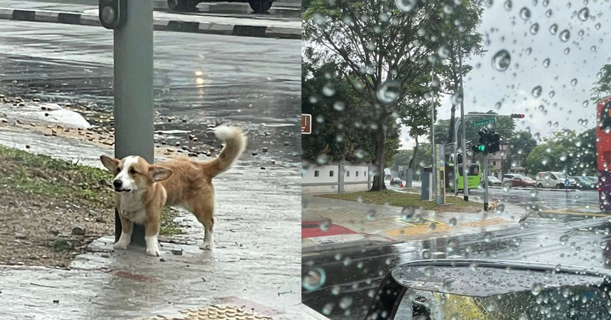 Lost Corgi Alone In The Rain Along Dunman Road, Owner Please Respond