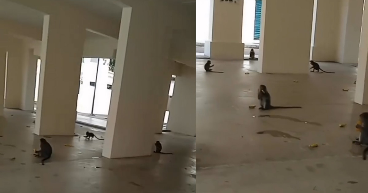 1 DOZEN OF MONKEY AT WOODLANDS HDB VOID DECK EATING BANANAS