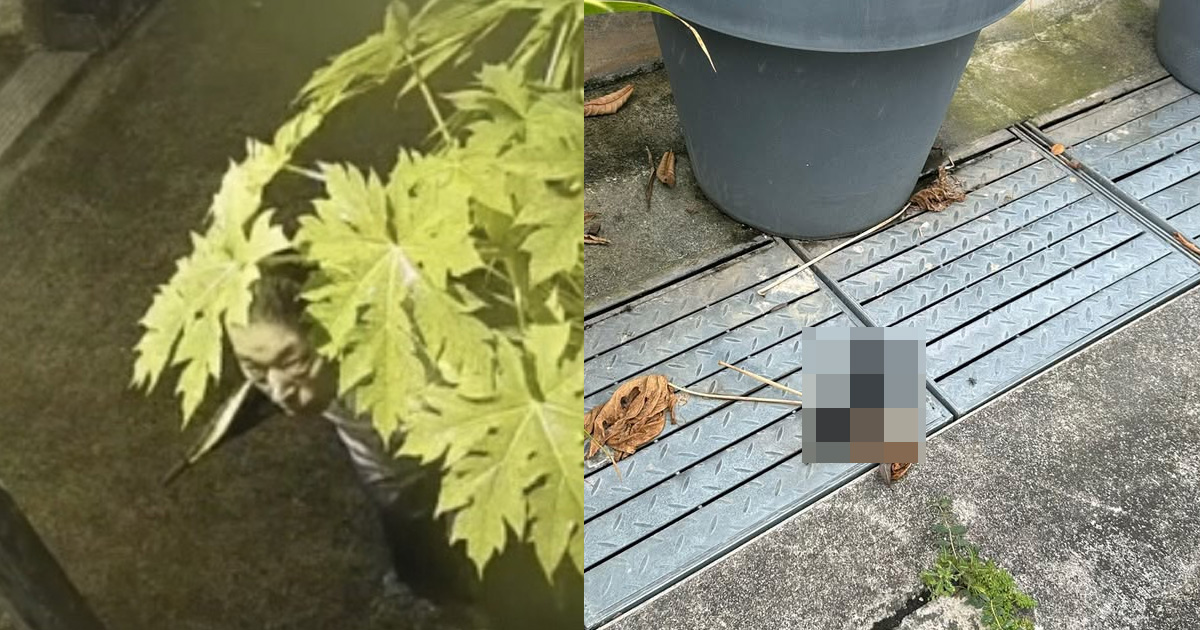 UNCLE PANG SAI IN PUBLIC @ MACPHERSON, CAUGHT ON CCTV, USE LEAF TO WIPE