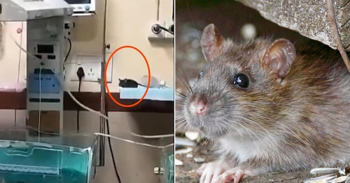 2 Newborns Die After Rat Bites in India Hospital, Nurses Suspended Amid ...