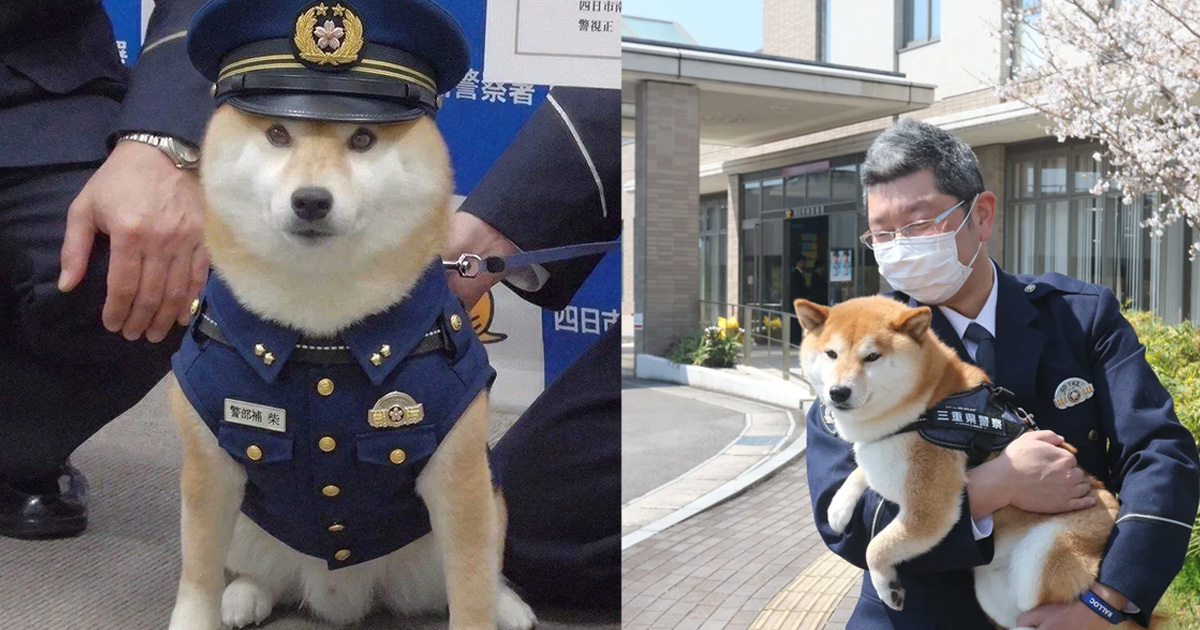Japan Police Reappoint 5-Year-Old Shiba Inu As Public Relations Officer ...